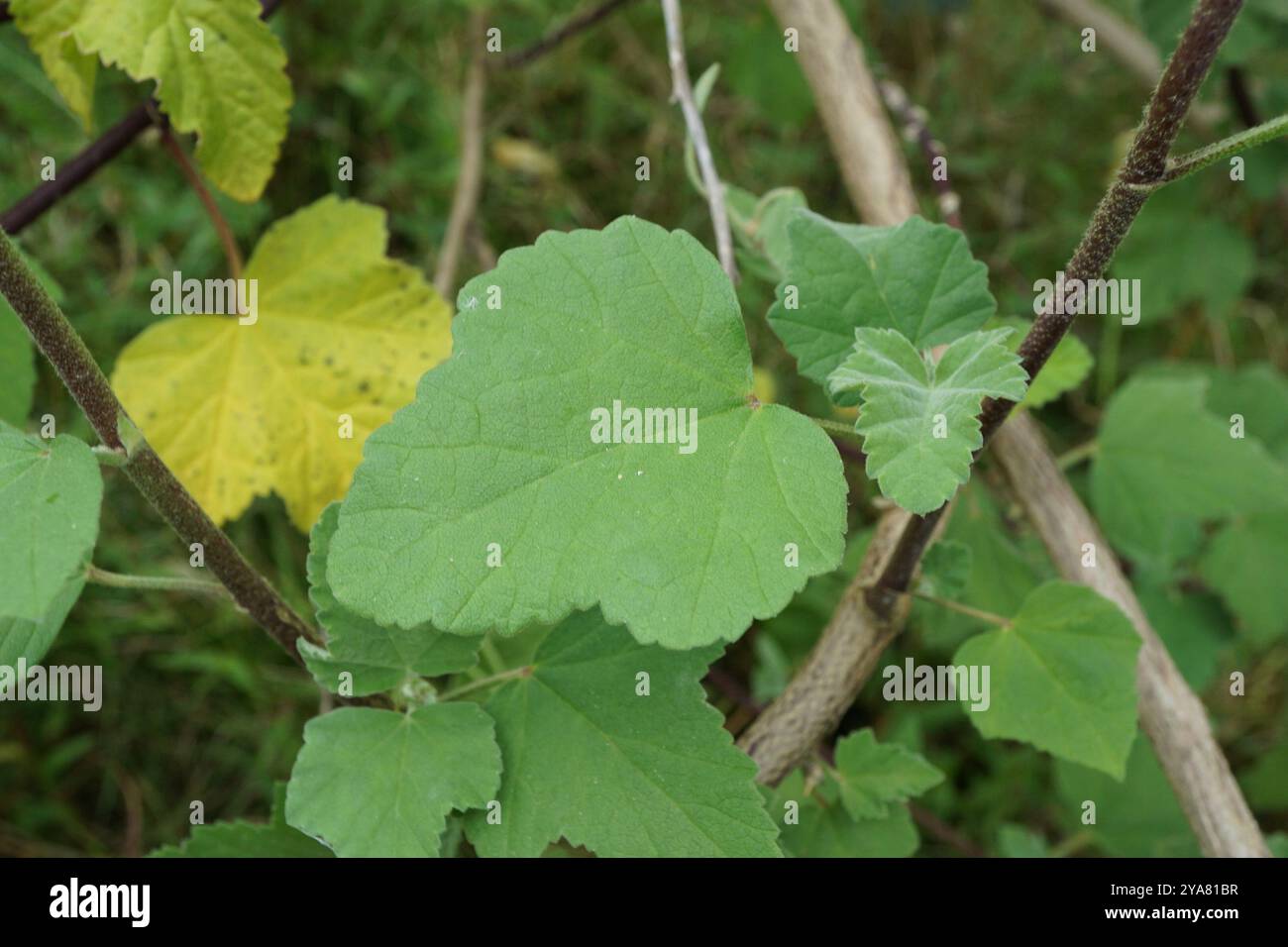 Garden Tree-mallow (Malva × clementii) Plantae Stock Photo - Alamy