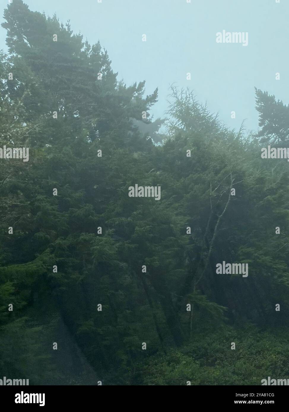 pines, spruces, larches, and allies (Pinoideae) Plantae Stock Photo - Alamy