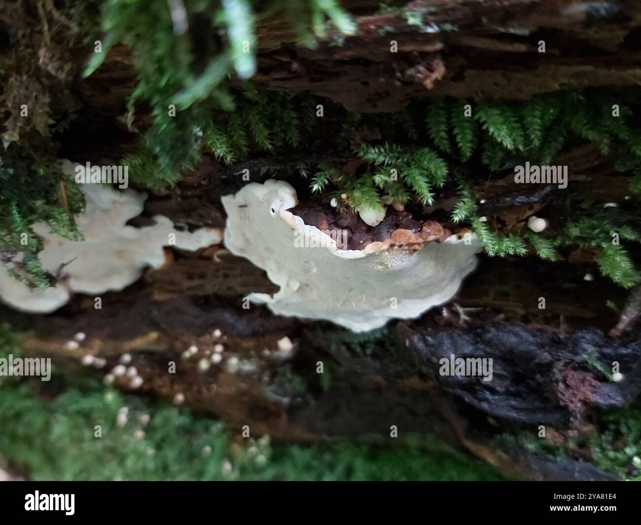 Conifer base polypore hi-res stock photography and images - Alamy