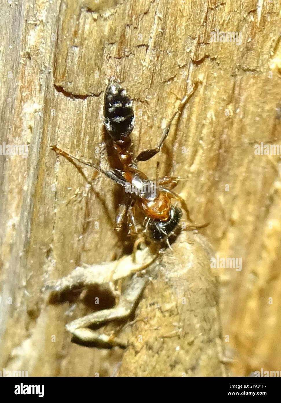 Graceful Twig Ant (Pseudomyrmex gracilis) Insecta Stock Photo - Alamy