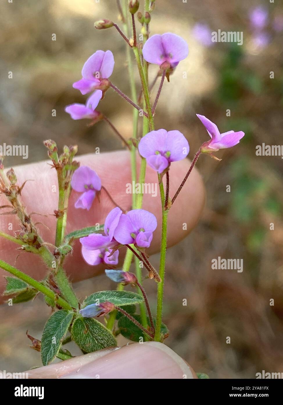 Little-leaf Tick-clover (Desmodium ciliare) Plantae Stock Photo - Alamy