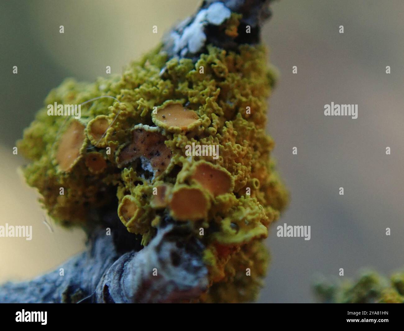 Pin-cushion Sunburst Lichen (Polycauliona polycarpa) Fungi Stock Photo ...