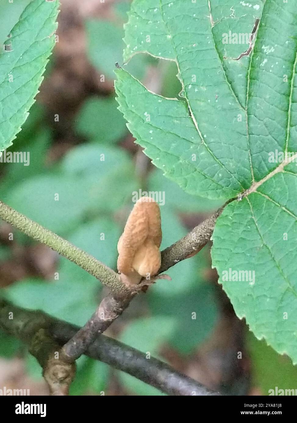 hobblebush (Viburnum lantanoides) Plantae Stock Photo - Alamy