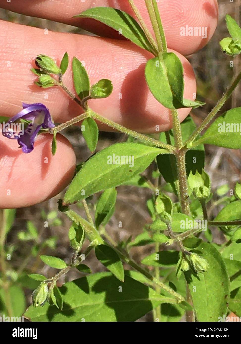 Blue Curls (Trichostema dichotomum) Plantae Stock Photo - Alamy