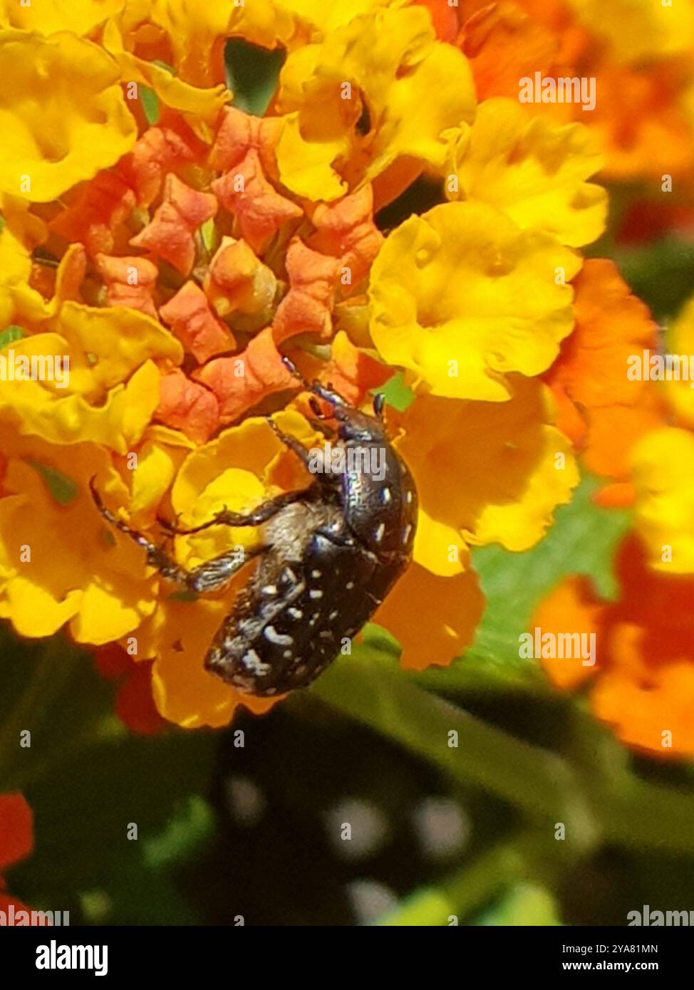 Mediterranean Spotted Chafer (Oxythyrea funesta) Insecta Stock Photo ...