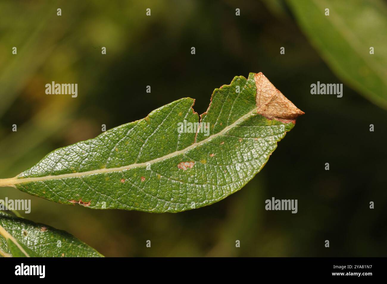 Willow Leafcone Caterpillar Moth (Caloptilia stigmatella) Insecta Stock ...