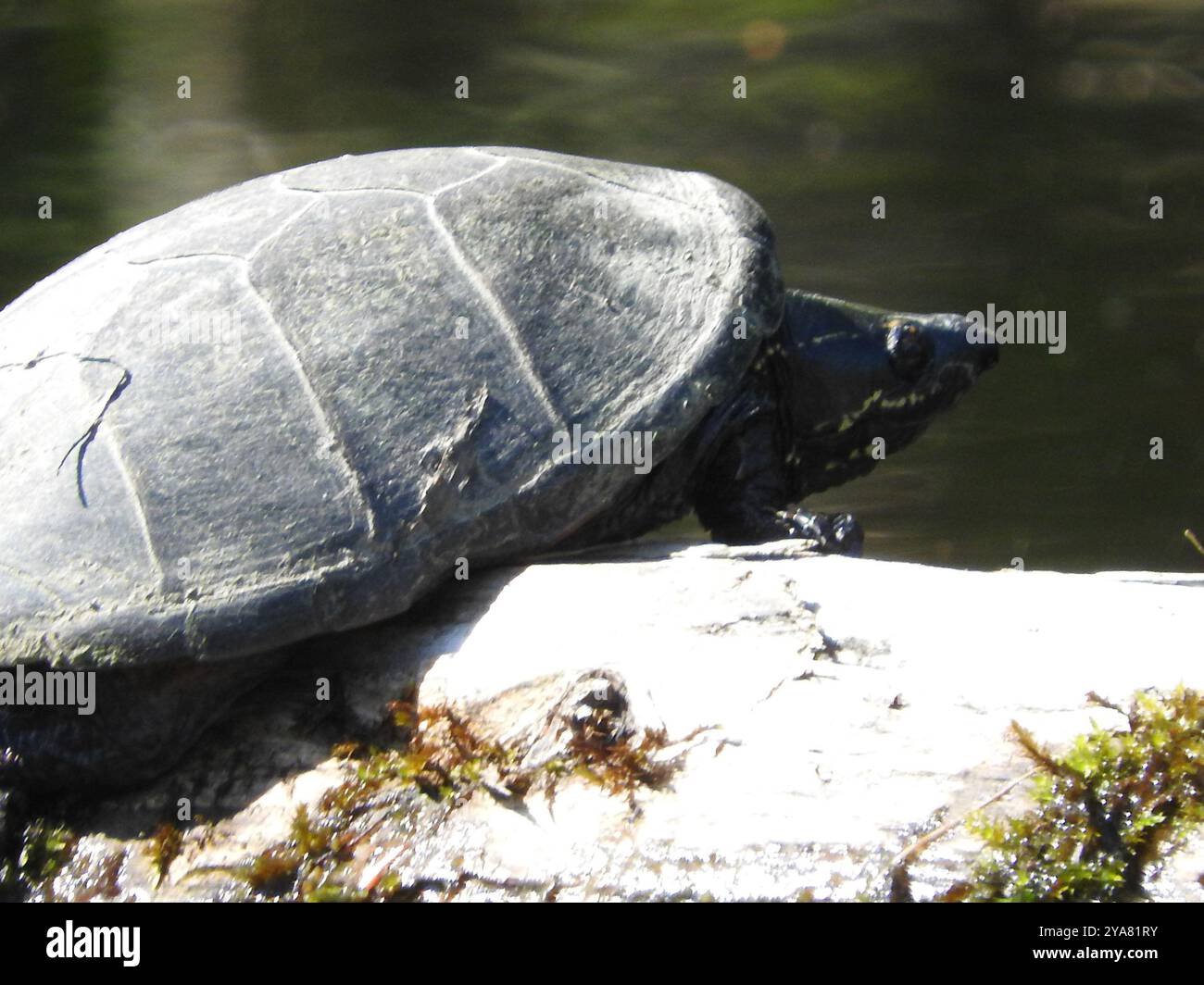 Eastern Musk Turtle (Sternotherus odoratus) Reptilia Stock Photo - Alamy