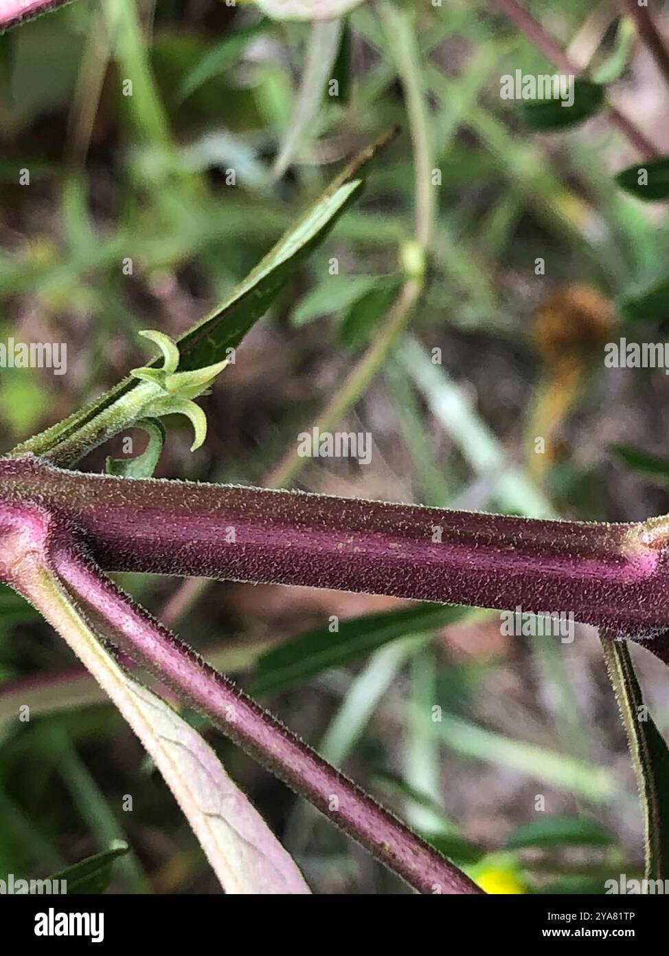 Aureolaria hi-res stock photography and images - Alamy