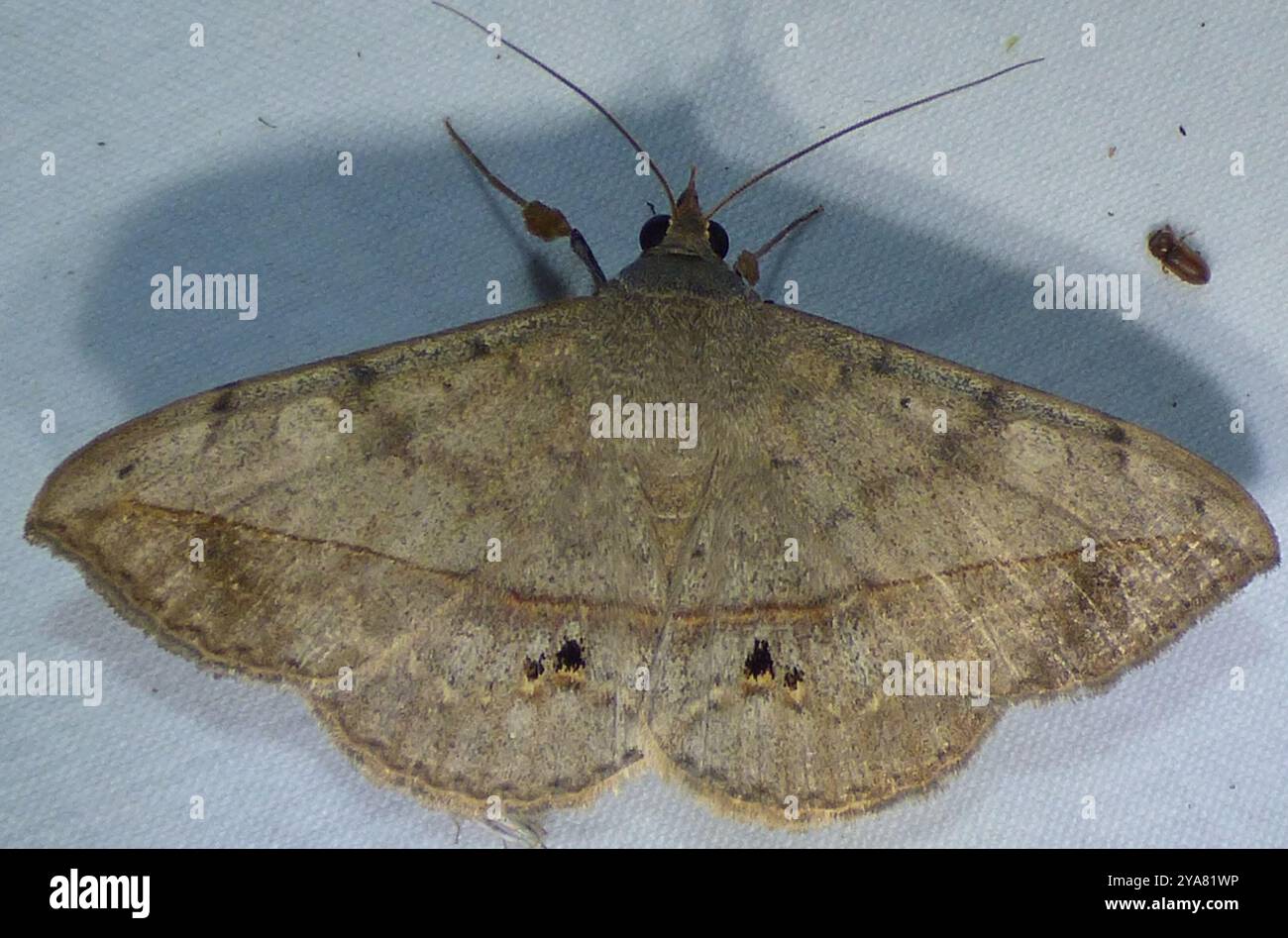 Velvetbean Caterpillar Moth (Anticarsia gemmatalis) Insecta Stock Photo ...