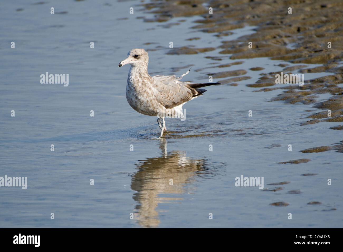California Gull (Larus californicus) Aves Stock Photo - Alamy