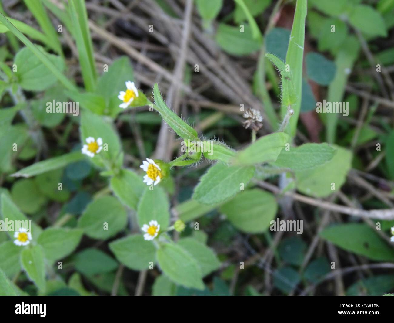 shaggy soldier (Galinsoga quadriradiata) Plantae Stock Photo - Alamy