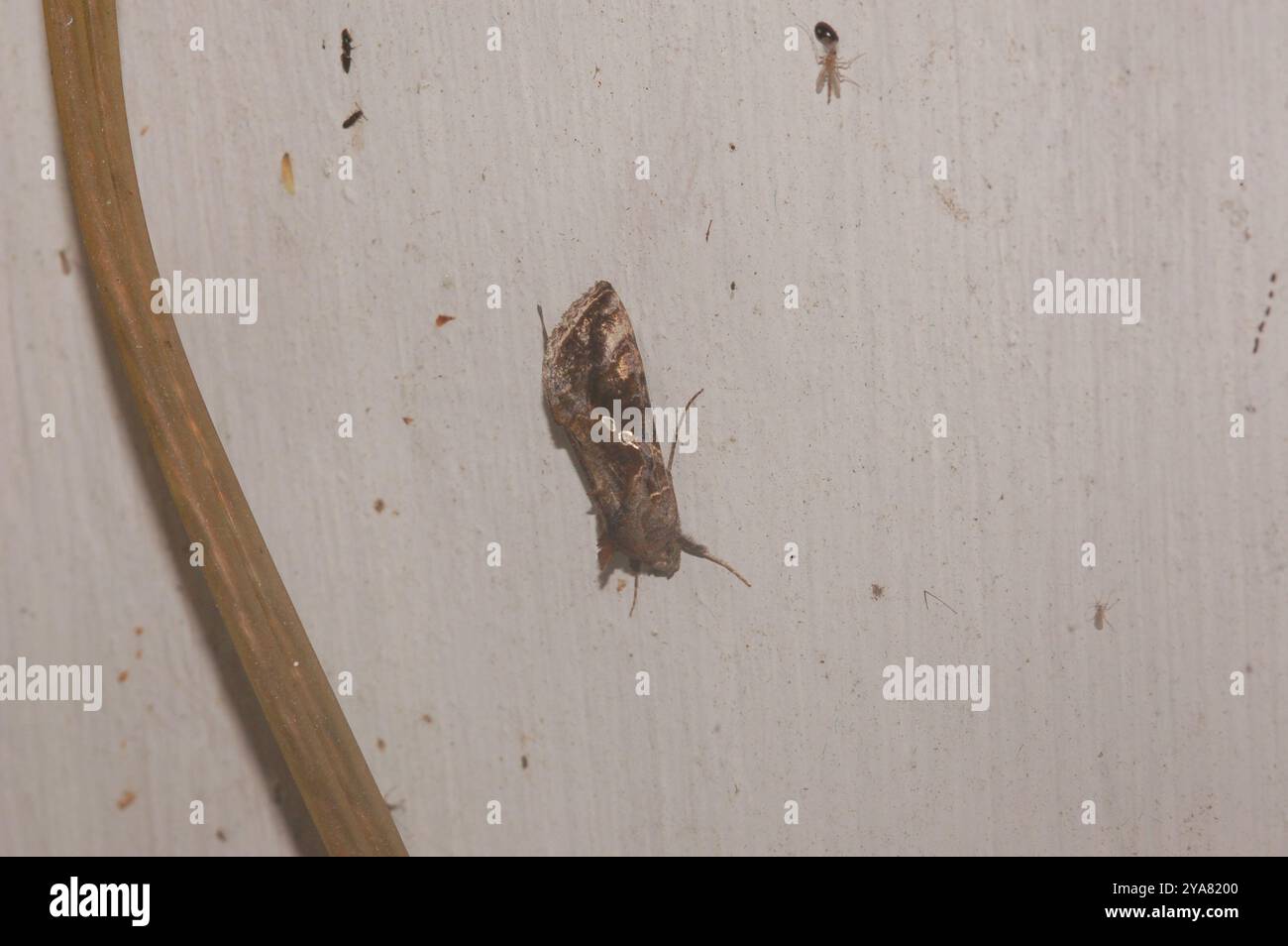 Plusiine Looper Moths (Plusiinae) Insecta Stock Photo - Alamy