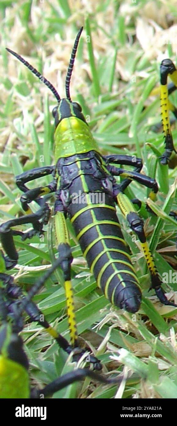 Green Milkweed Locust (Phymateus viridipes) Insecta Stock Photo - Alamy