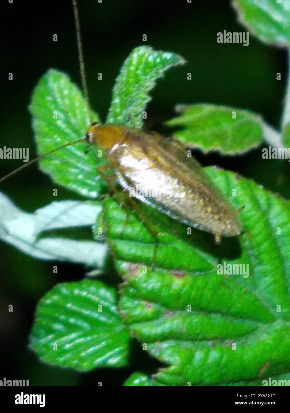 Tawny Cockroach (Ectobius pallidus) Insecta Stock Photo - Alamy