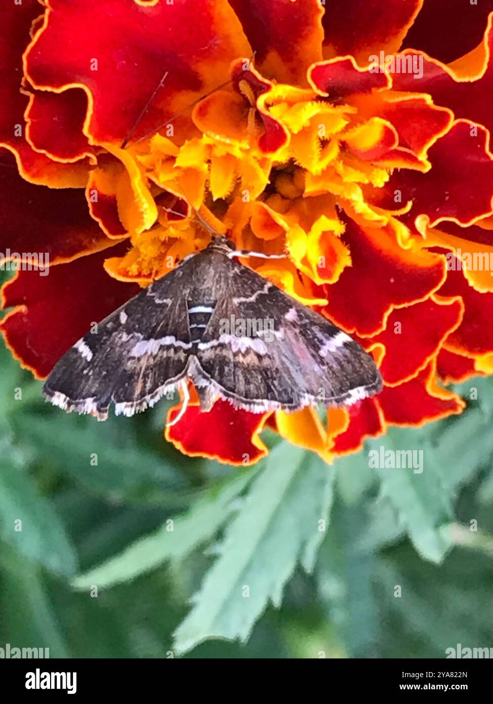 Spotted Beet Webworm Moth (Hymenia perspectalis) Insecta Stock Photo ...
