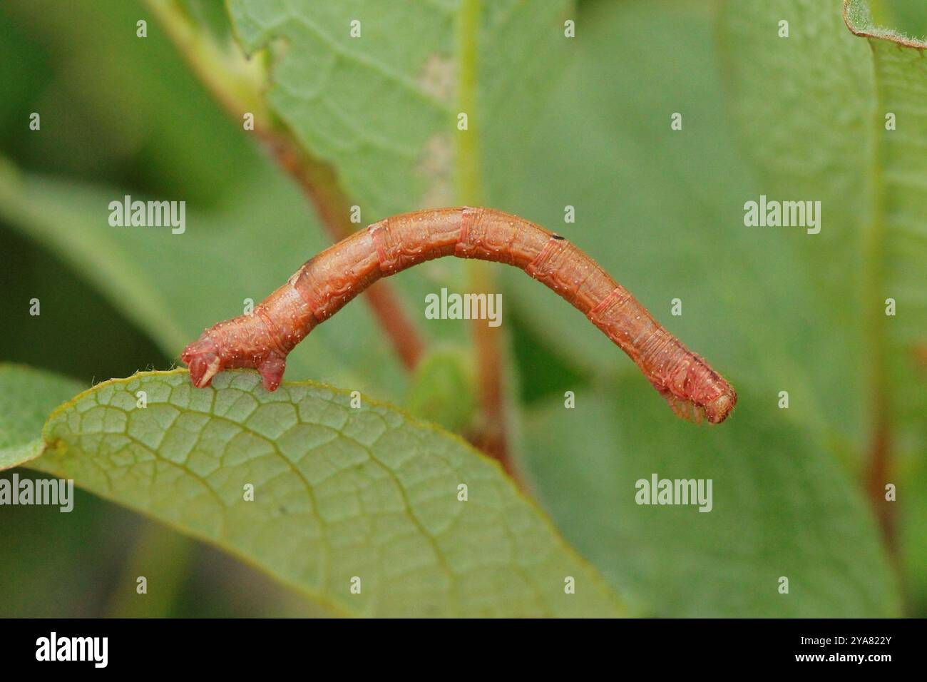The Northern Spinach (Eulithis populata) Insecta Stock Photo - Alamy
