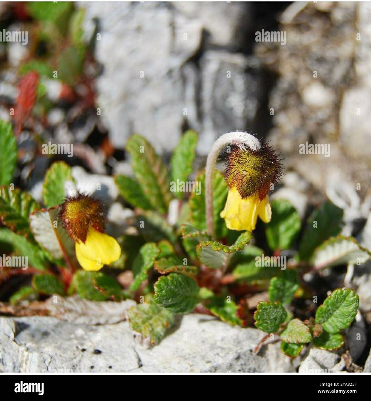 Yellow Mountain-avens (Dryas drummondii) Plantae Stock Photo - Alamy