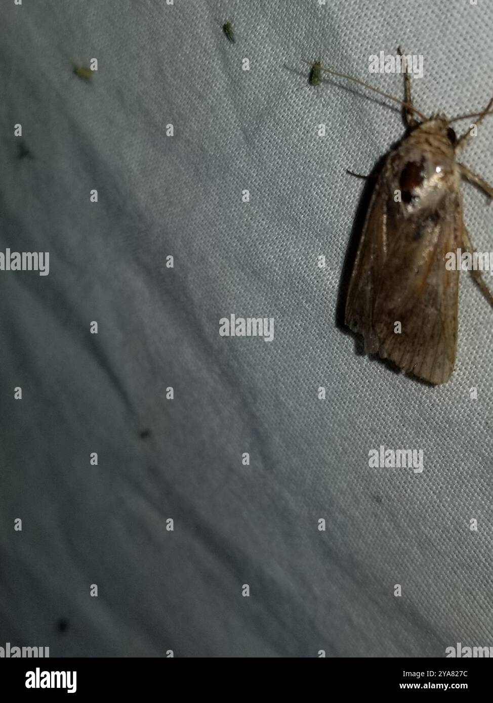 Fall Armyworm Moth (Spodoptera frugiperda) Insecta Stock Photo - Alamy