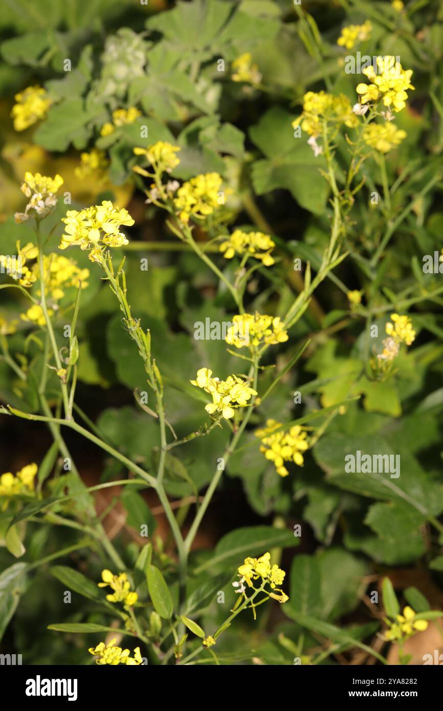 charlock (Mutarda arvensis) Plantae Stock Photo - Alamy