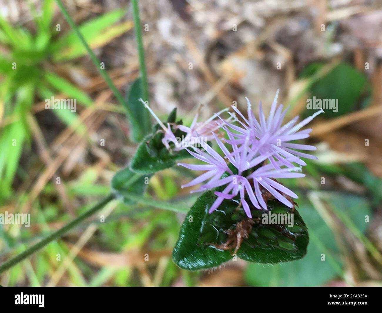 common elephant's-foot (Elephantopus tomentosus) Plantae Stock Photo ...