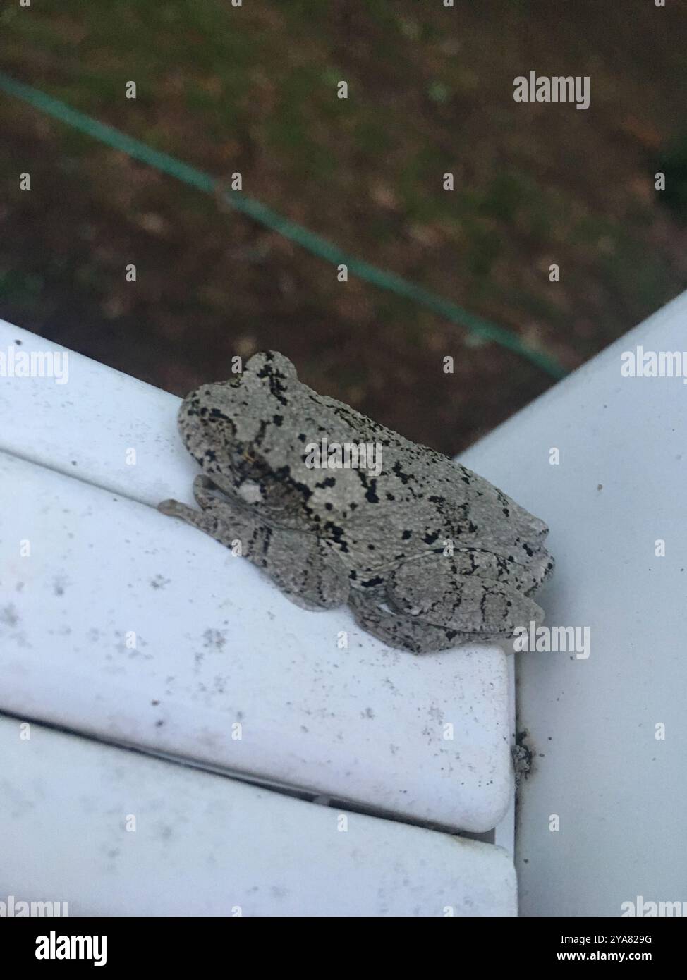 Cope's Gray Treefrog (Hyla chrysoscelis) Amphibia Stock Photo - Alamy