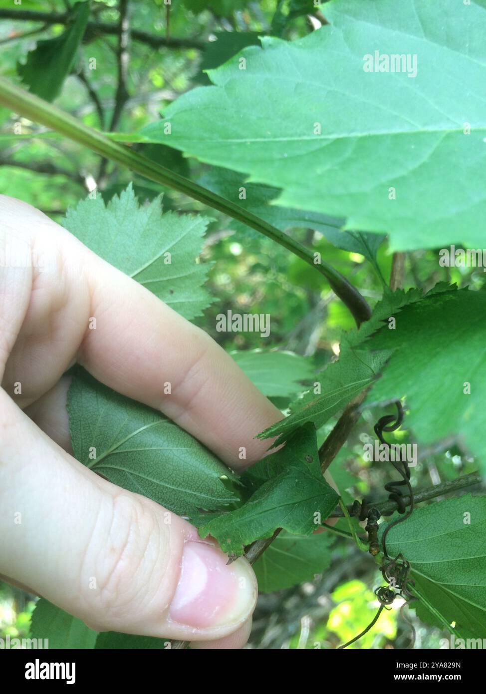 thicket creeper (Parthenocissus inserta) Plantae Stock Photo - Alamy