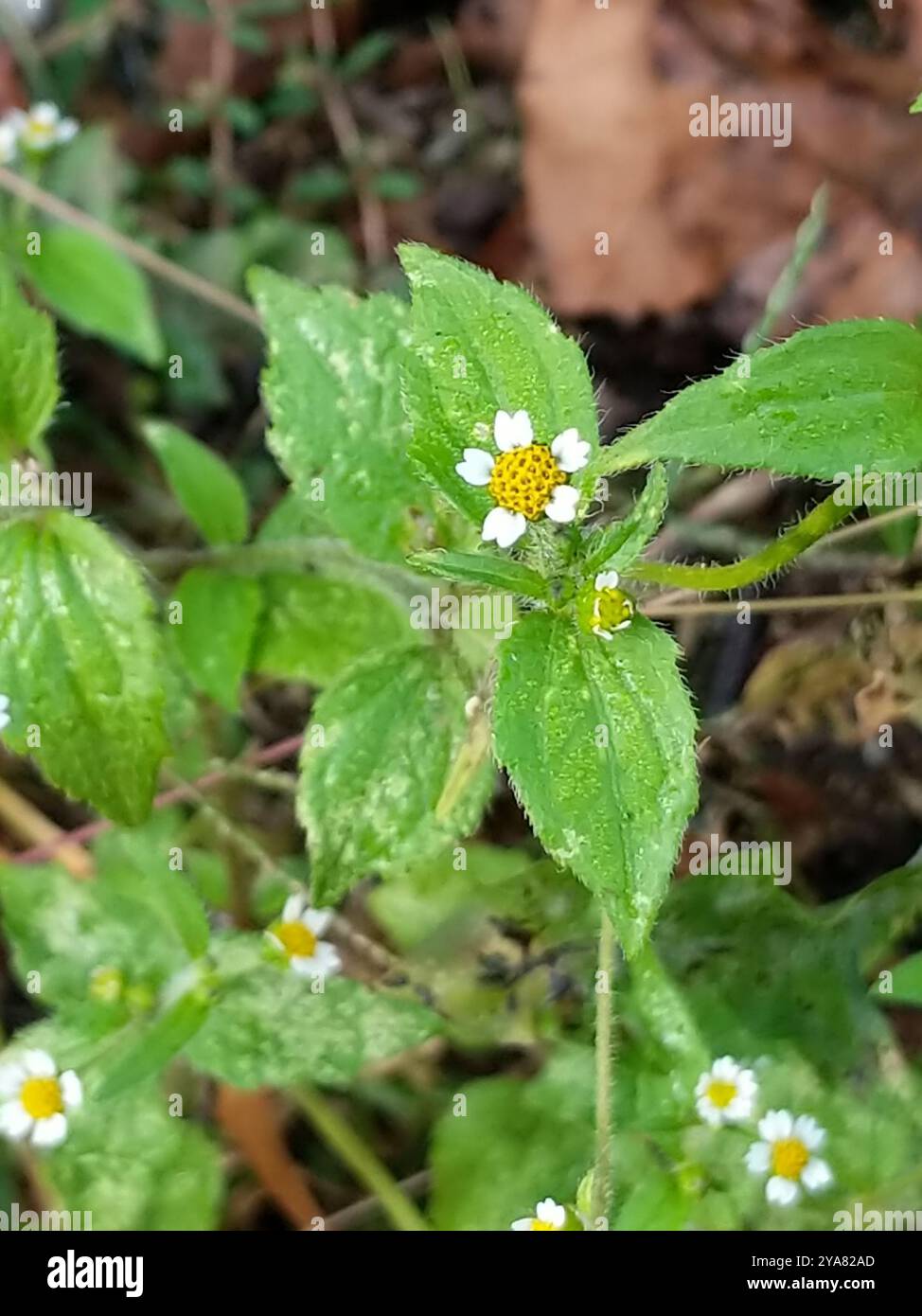shaggy soldier (Galinsoga quadriradiata) Plantae Stock Photo - Alamy