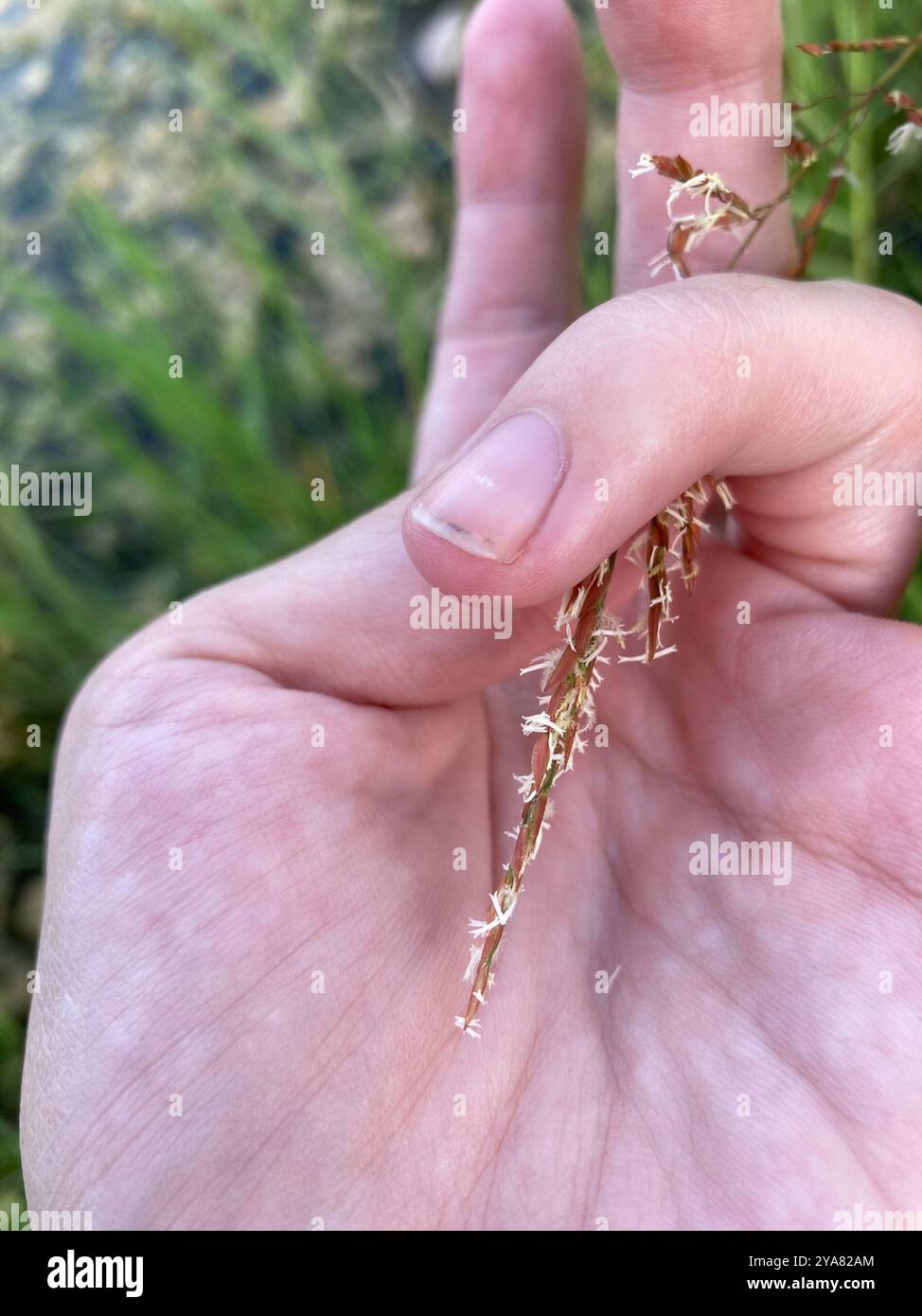 Native rice grass (Leersia hexandra) Plantae Stock Photo - Alamy