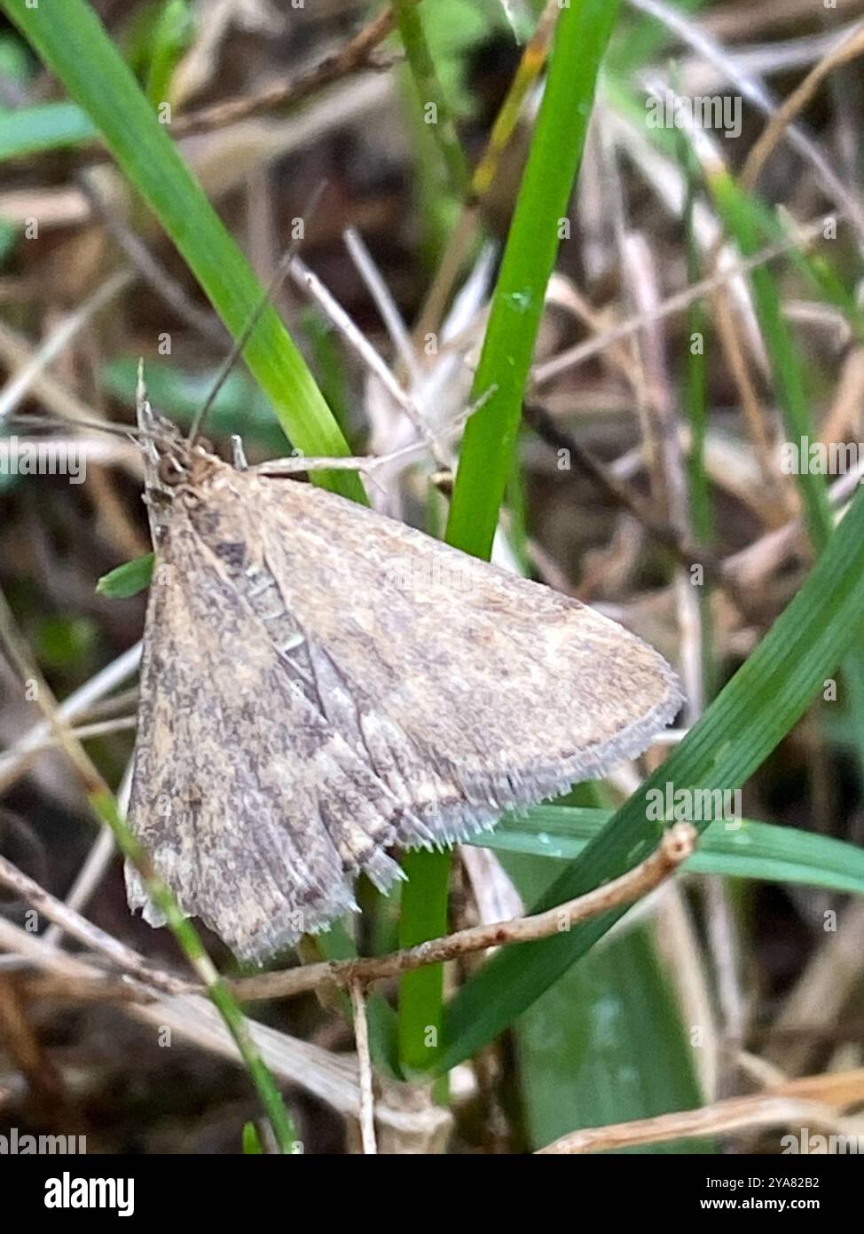 Straw-barred Pearl (Pyrausta despicata) Insecta Stock Photo - Alamy