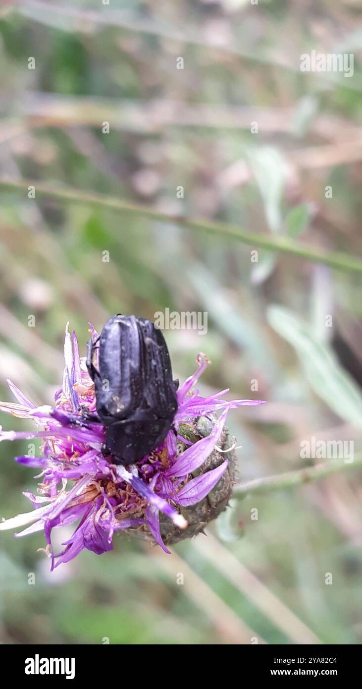 Mediterranean Spotted Chafer (Oxythyrea funesta) Insecta Stock Photo ...