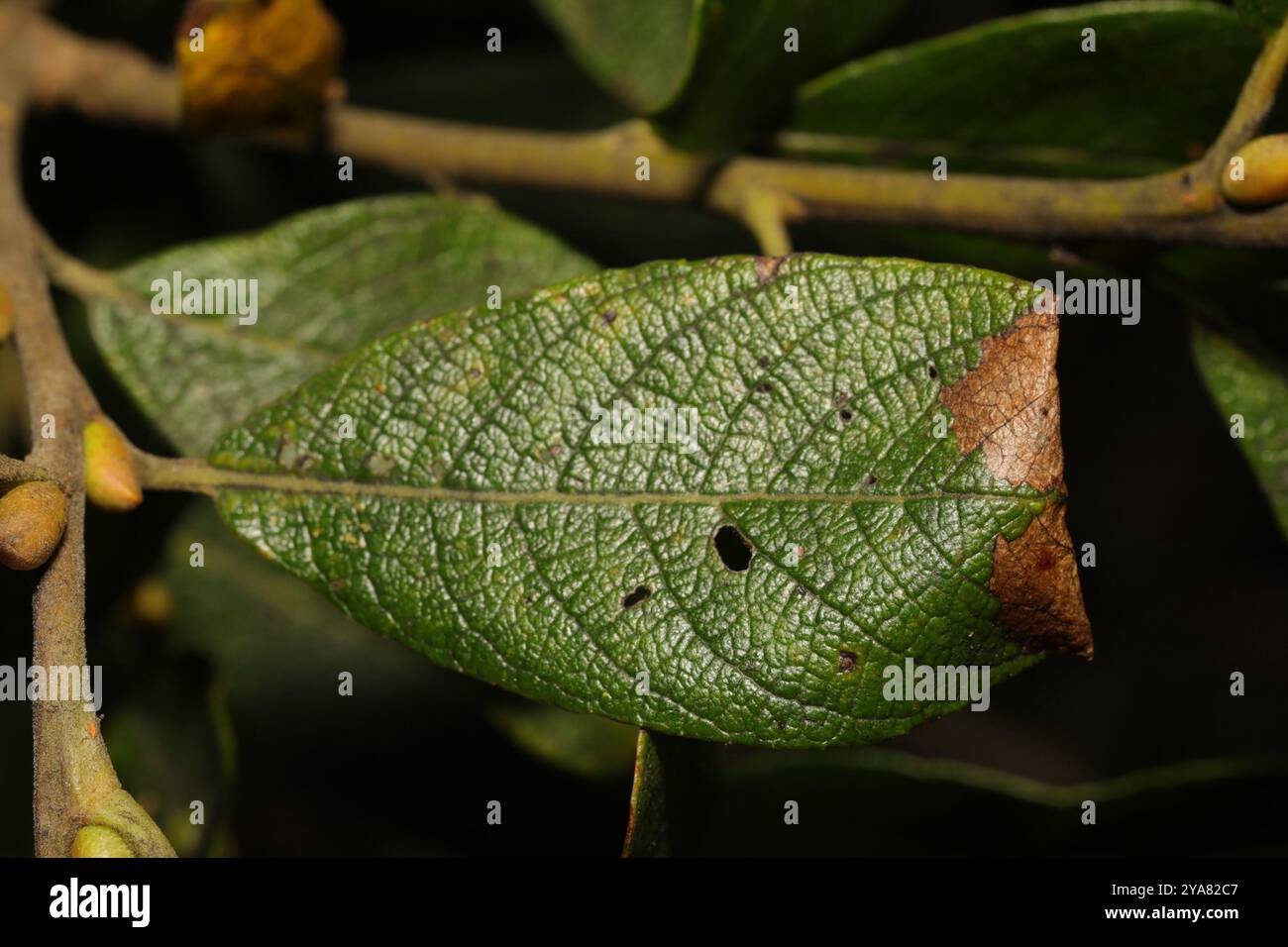Willow Leafcone Caterpillar Moth (Caloptilia stigmatella) Insecta Stock ...