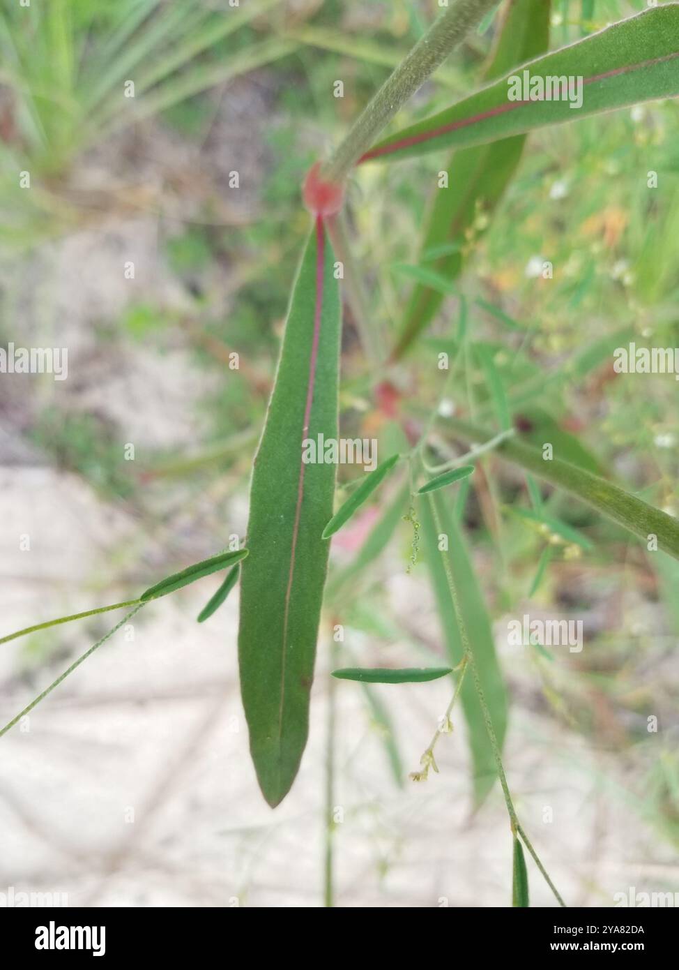 Plains Snakecotton (Froelichia floridana) Plantae Stock Photo - Alamy