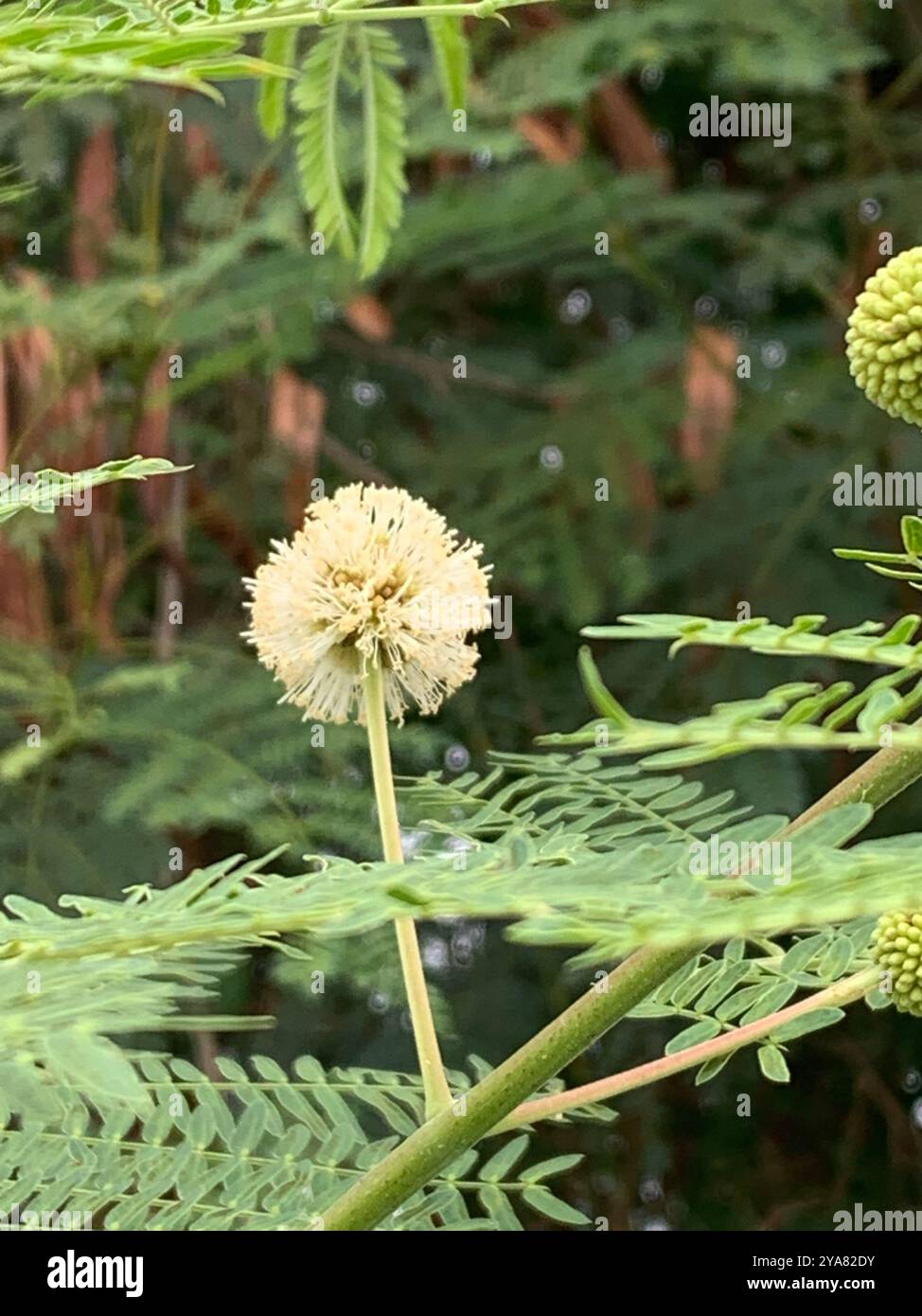White leadtree (Leucaena leucocephala) Plantae Stock Photo - Alamy