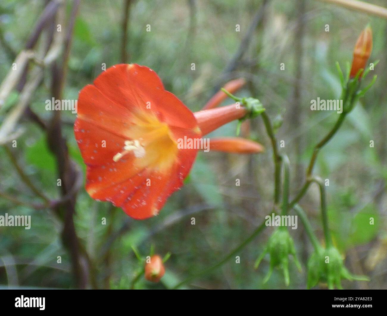 red morning glory (Ipomoea coccinea) Plantae Stock Photo - Alamy
