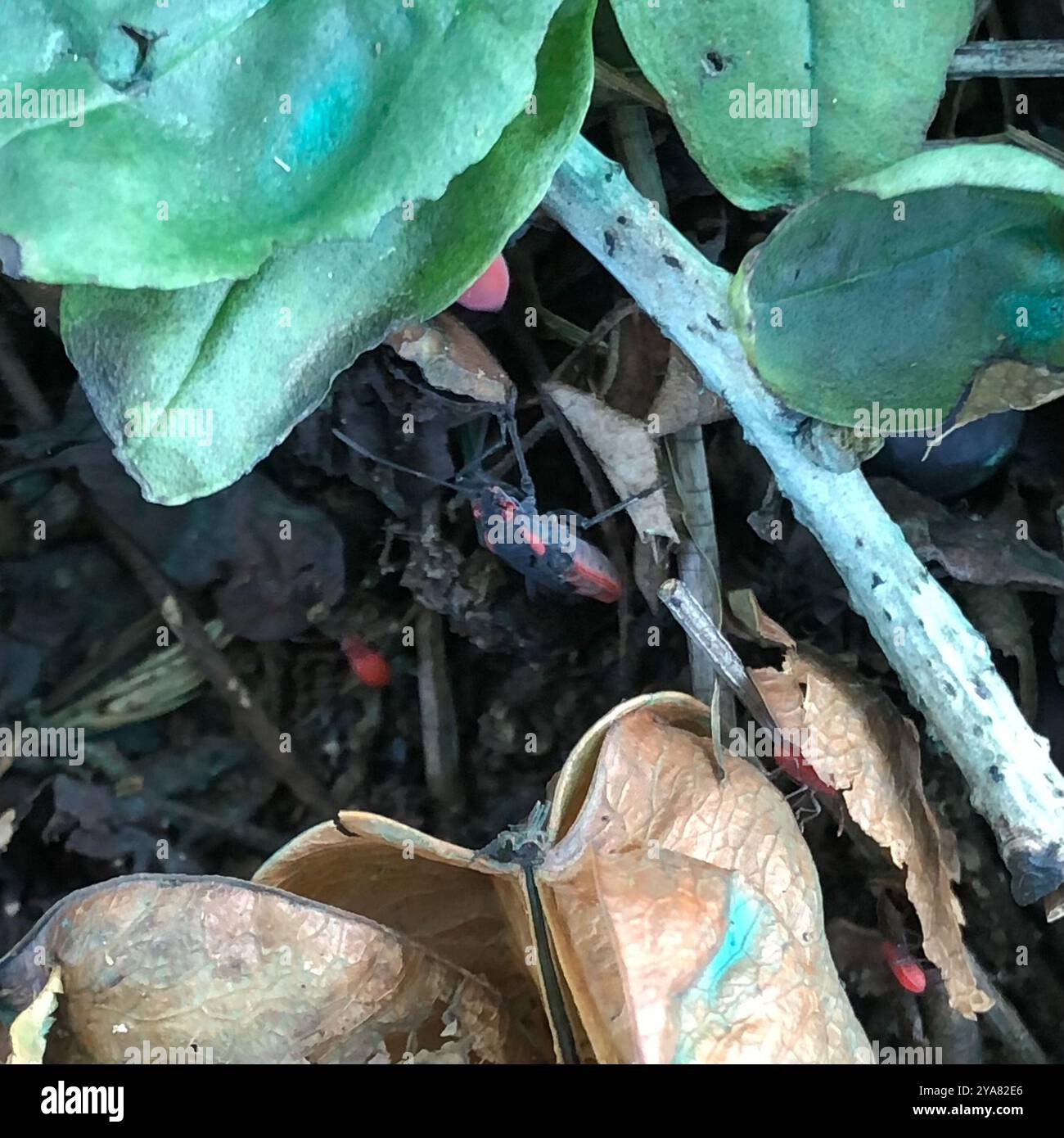 Red-shouldered Bug (Jadera haematoloma) Insecta Stock Photo - Alamy