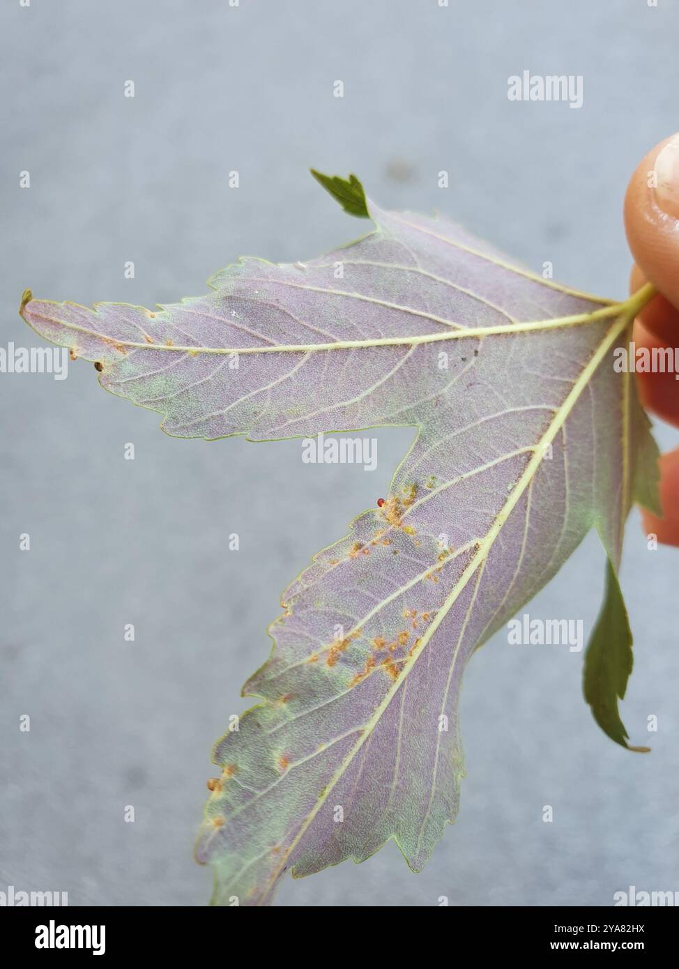 Maple gall mite (Aceria macrorhyncha) Arachnida Stock Photo - Alamy