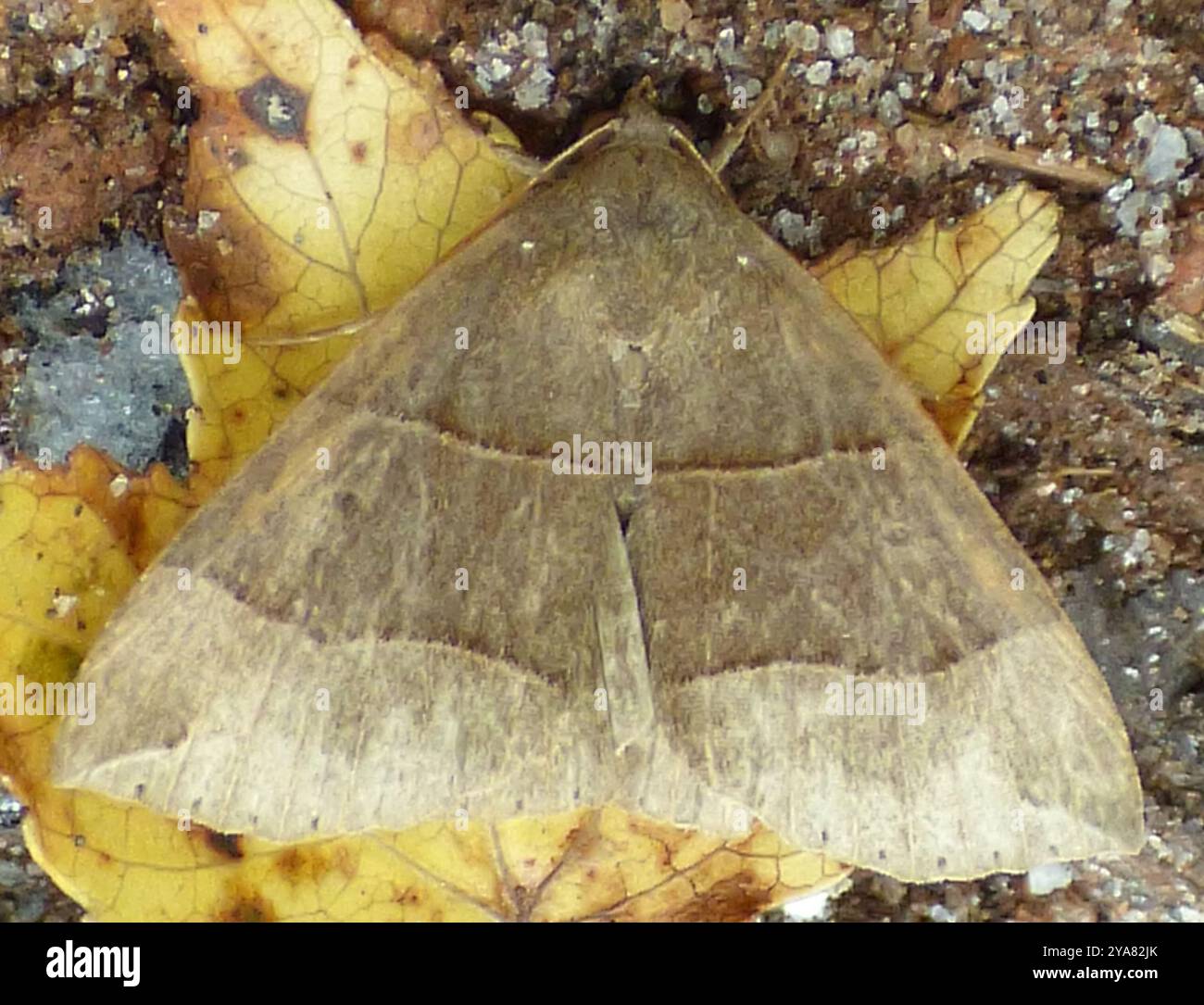 Maple Looper Moth (Parallelia bistriaris) Insecta Stock Photo - Alamy