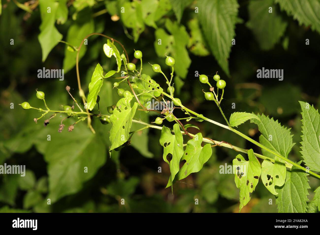 Common Figwort (Scrophularia nodosa) Plantae Stock Photo - Alamy