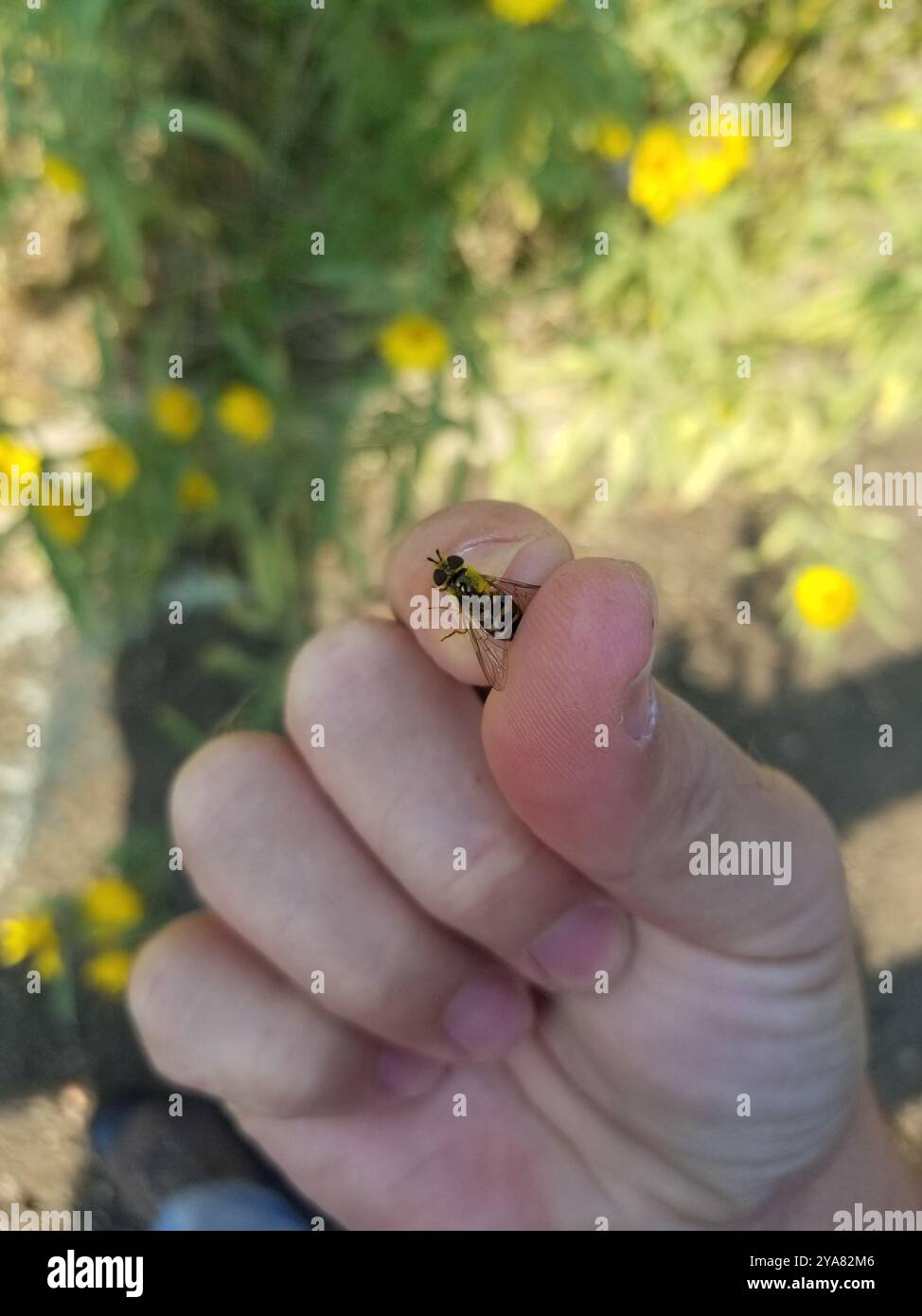 Metasyrphus hi-res stock photography and images - Alamy