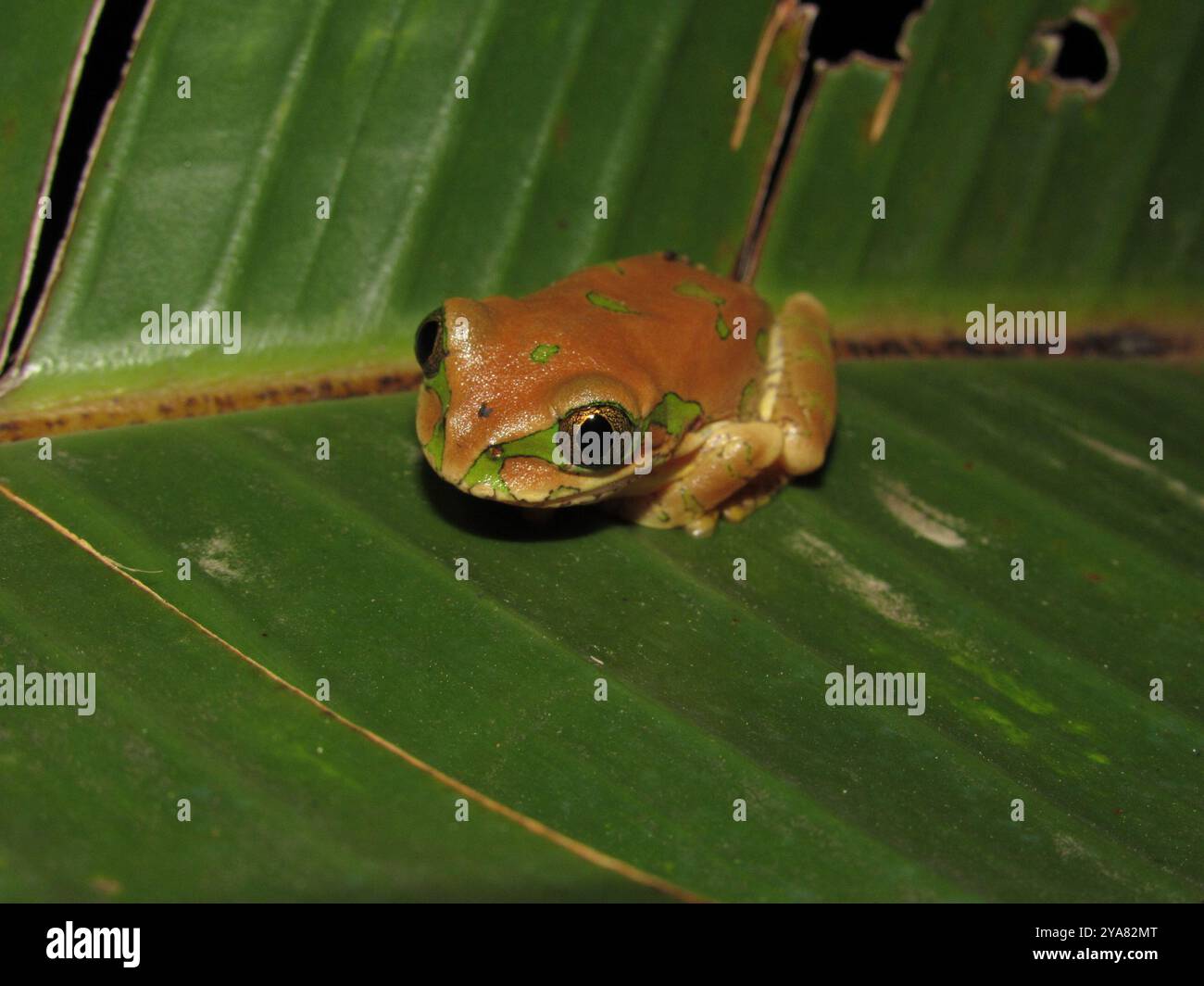 Natal Forest Tree Frog (Leptopelis natalensis) Amphibia Stock Photo - Alamy
