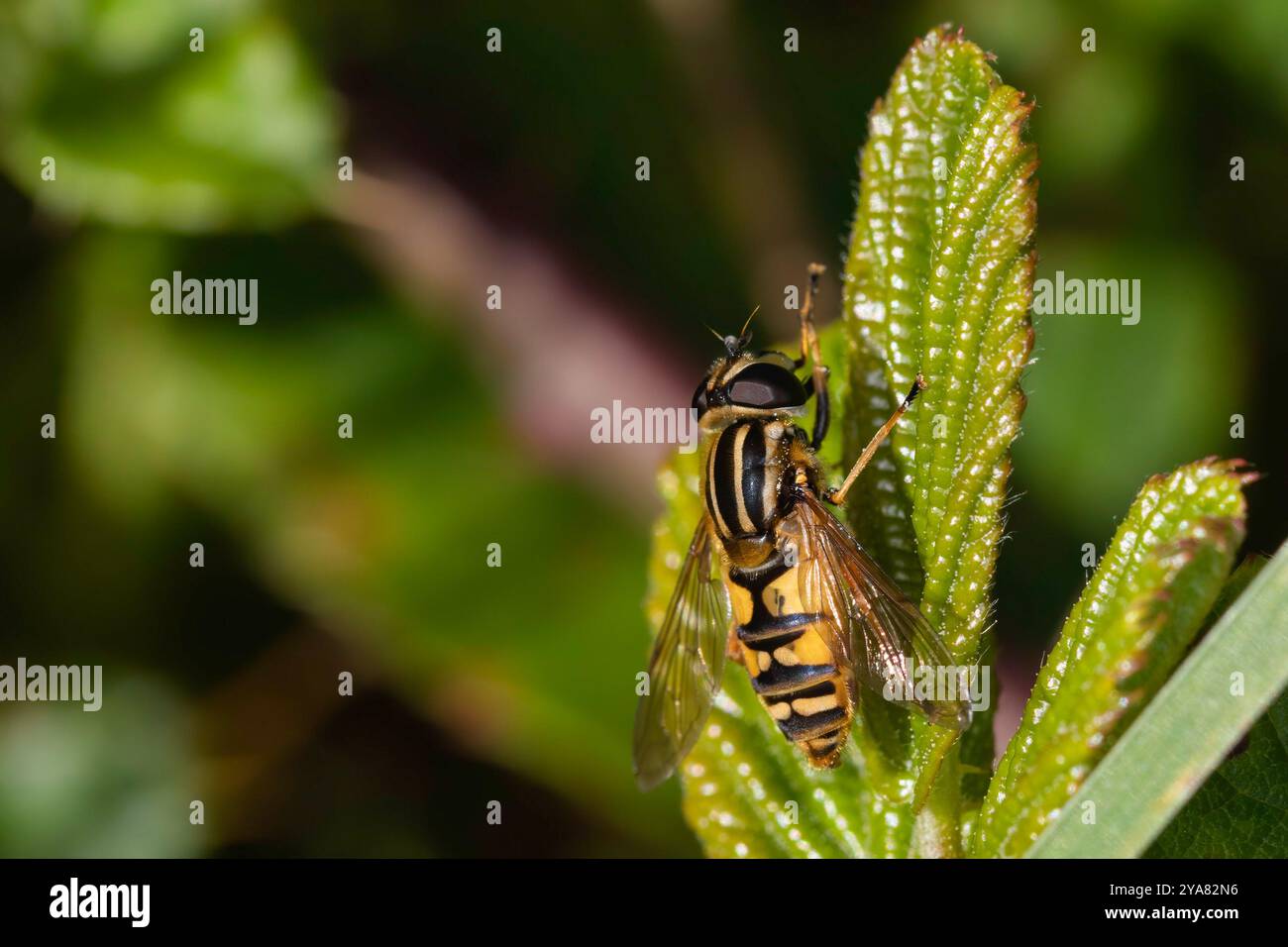 Sun Fly (Helophilus pendulus) Insecta Stock Photo - Alamy