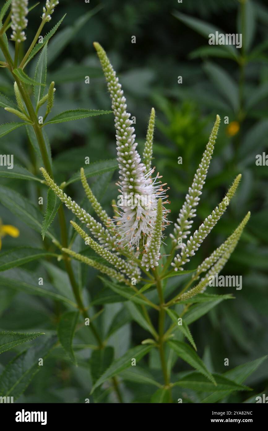 Culver's root (Veronicastrum virginicum) Plantae Stock Photo - Alamy