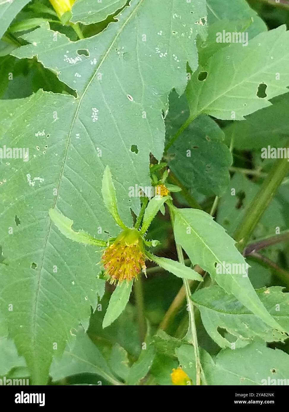 Devil's Beggarticks (Bidens frondosa) Plantae Stock Photo - Alamy