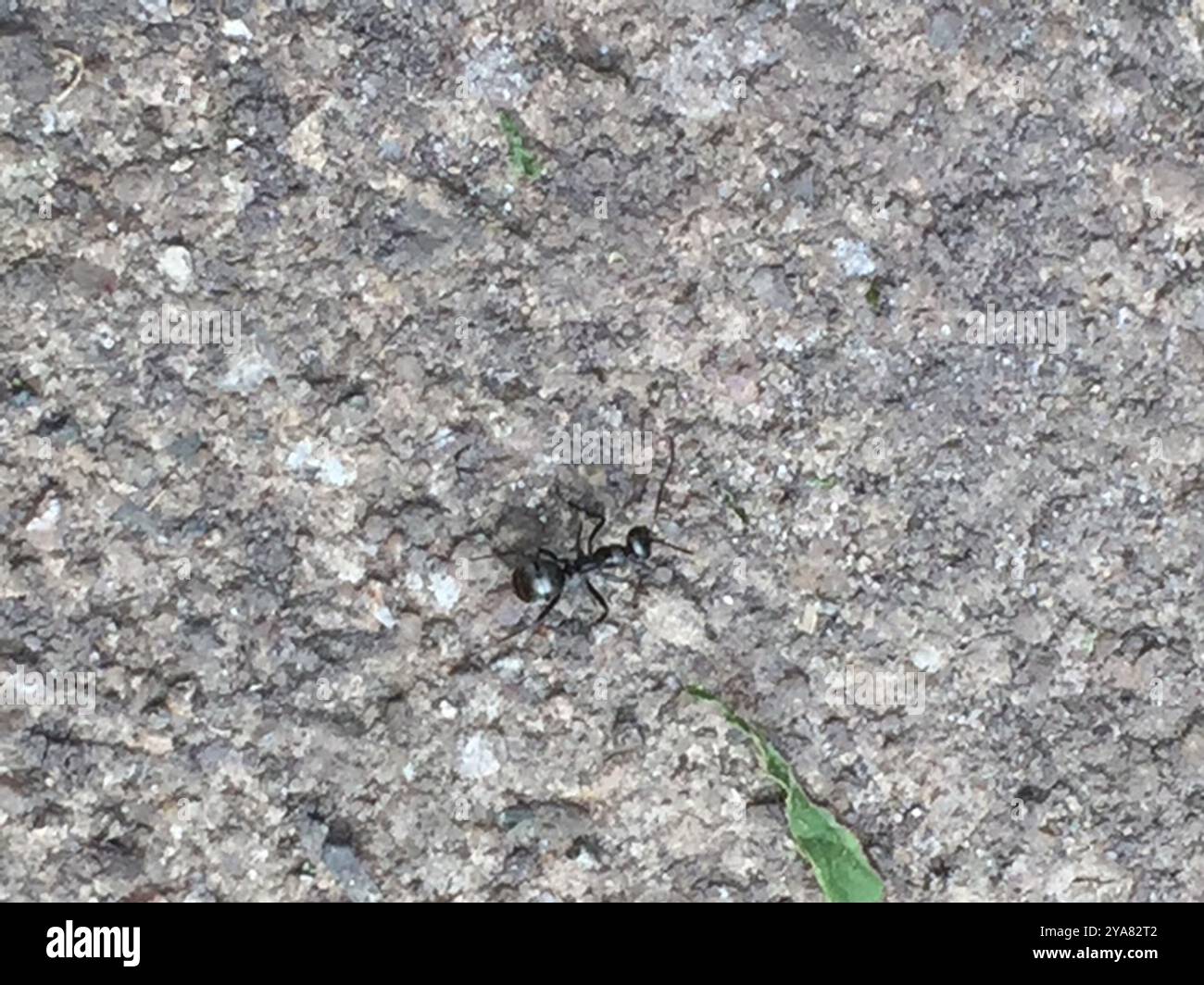 fusca-group Field Ants and Allies (Formica fusca) Insecta Stock Photo ...