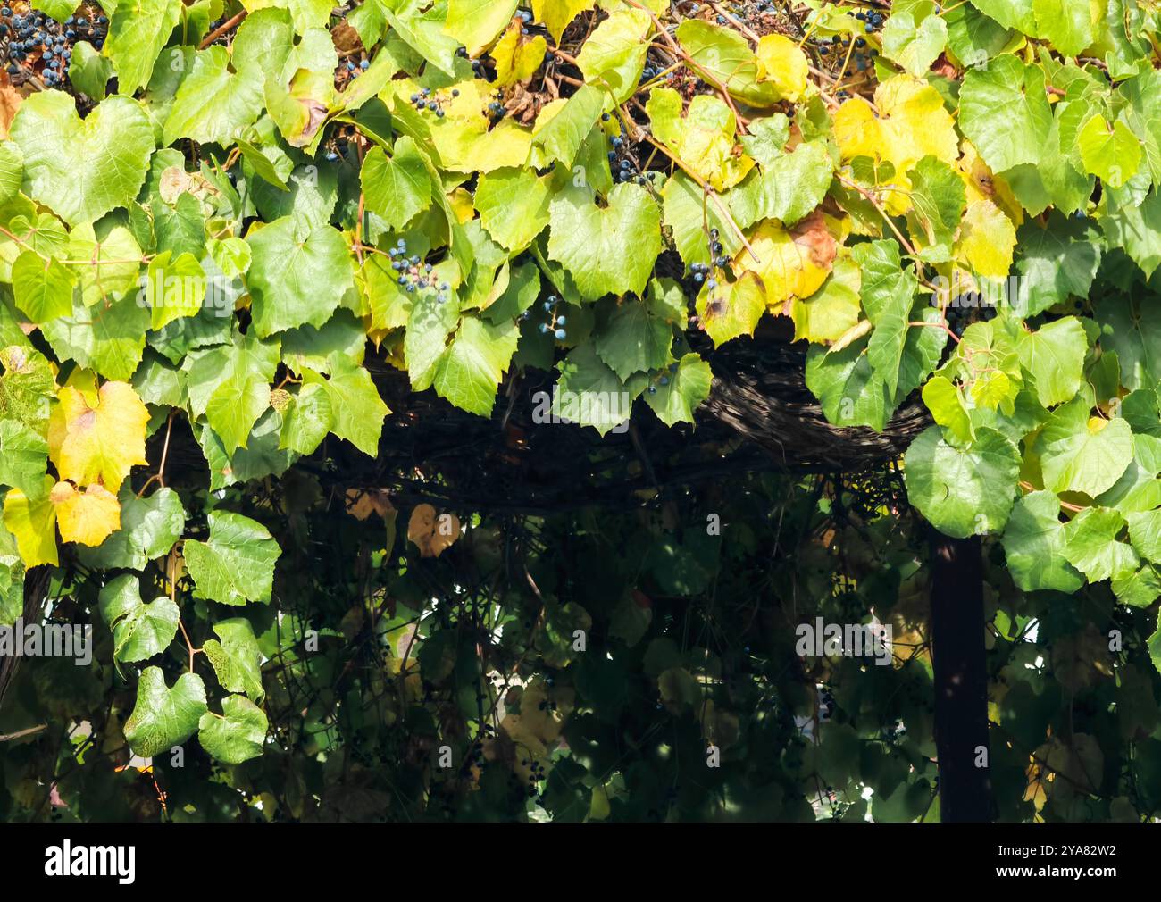 Natural Frame: Vineyard Leaves , background. Layers of nature Stock ...