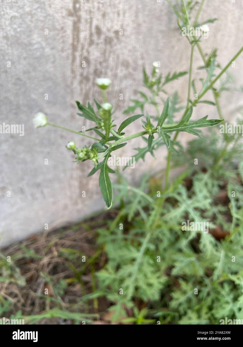 Santa Maria feverfew (Parthenium hysterophorus) Plantae Stock Photo - Alamy
