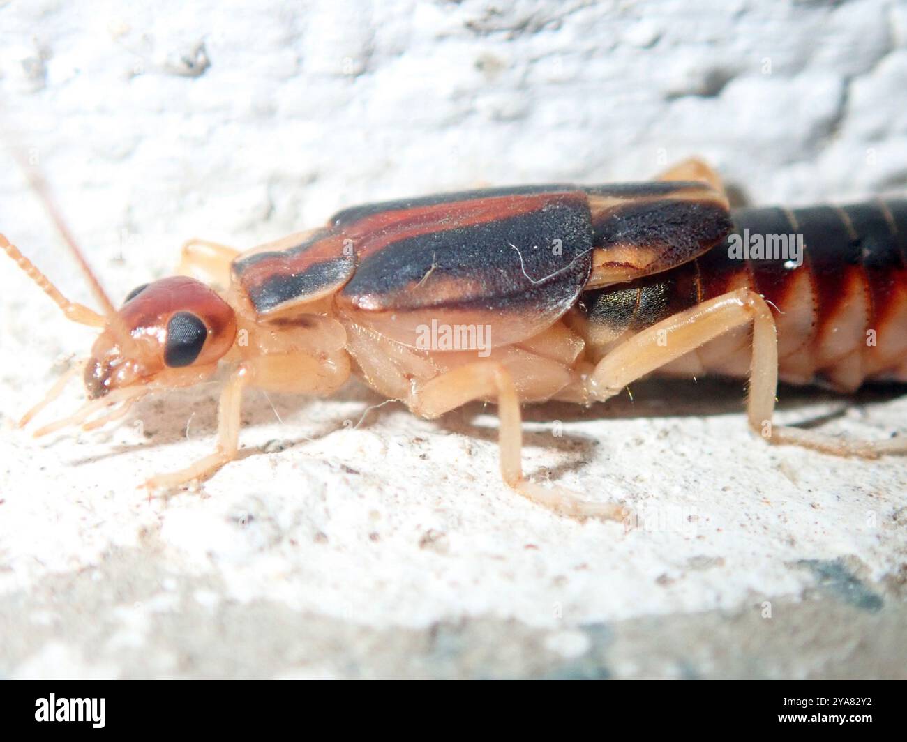 Shore Earwig (Labidura riparia) Insecta Stock Photo - Alamy