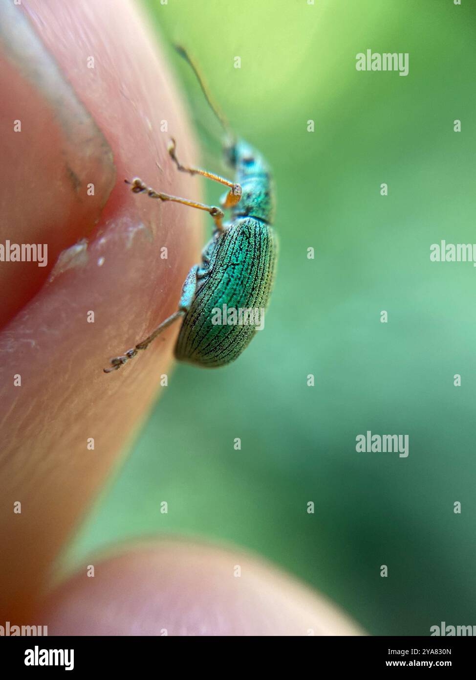 Green Immigrant Leaf Weevil (Polydrusus formosus) Insecta Stock Photo ...