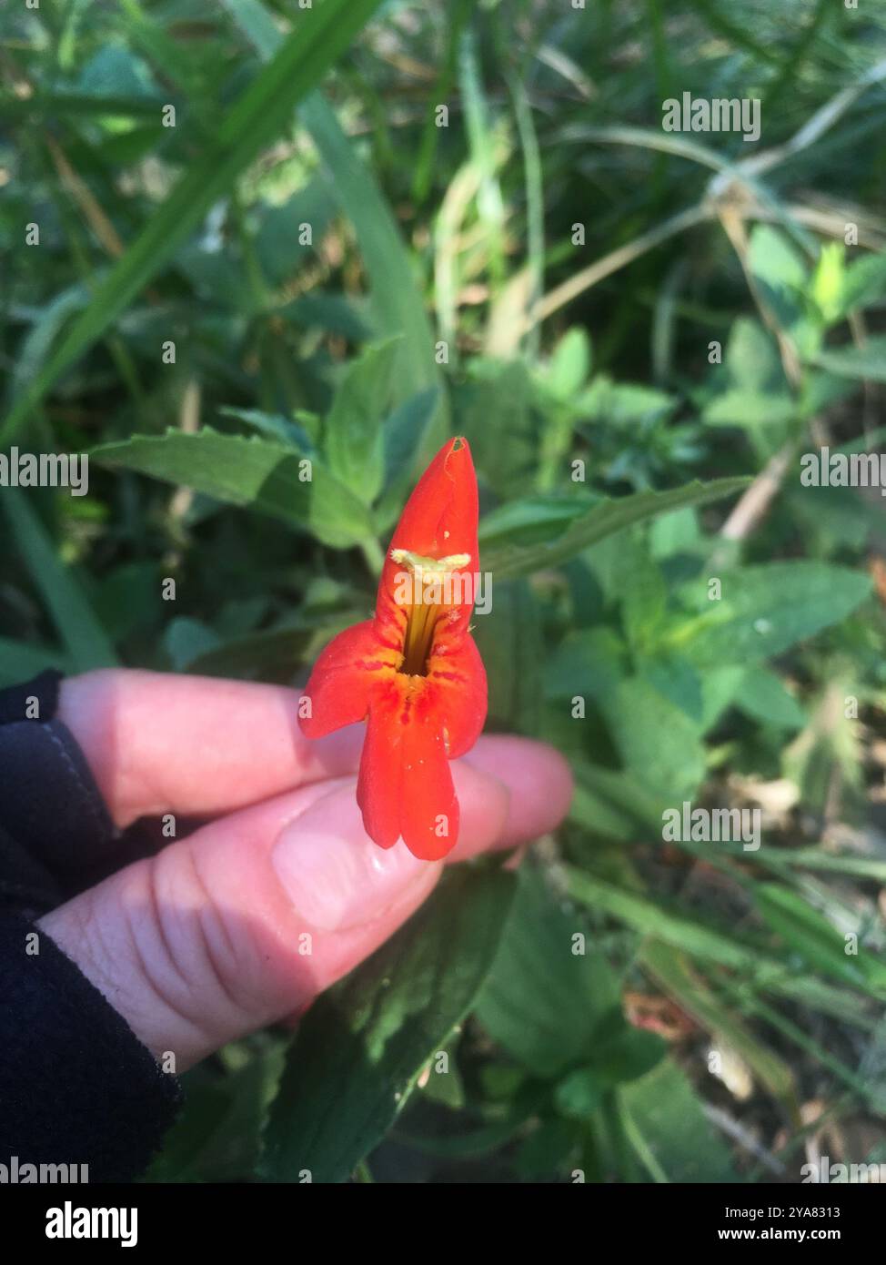 scarlet monkeyflower (Erythranthe cardinalis) Plantae Stock Photo - Alamy