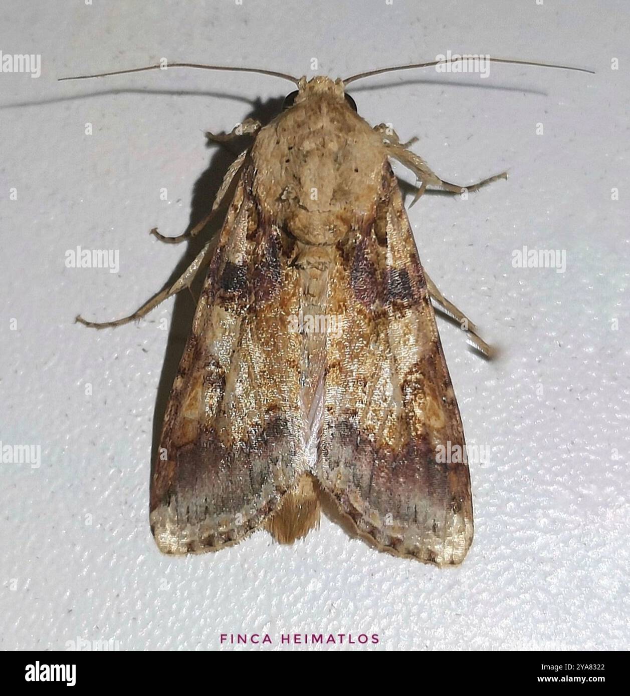 Velvet Armyworm Moth (Spodoptera latifascia) Insecta Stock Photo - Alamy